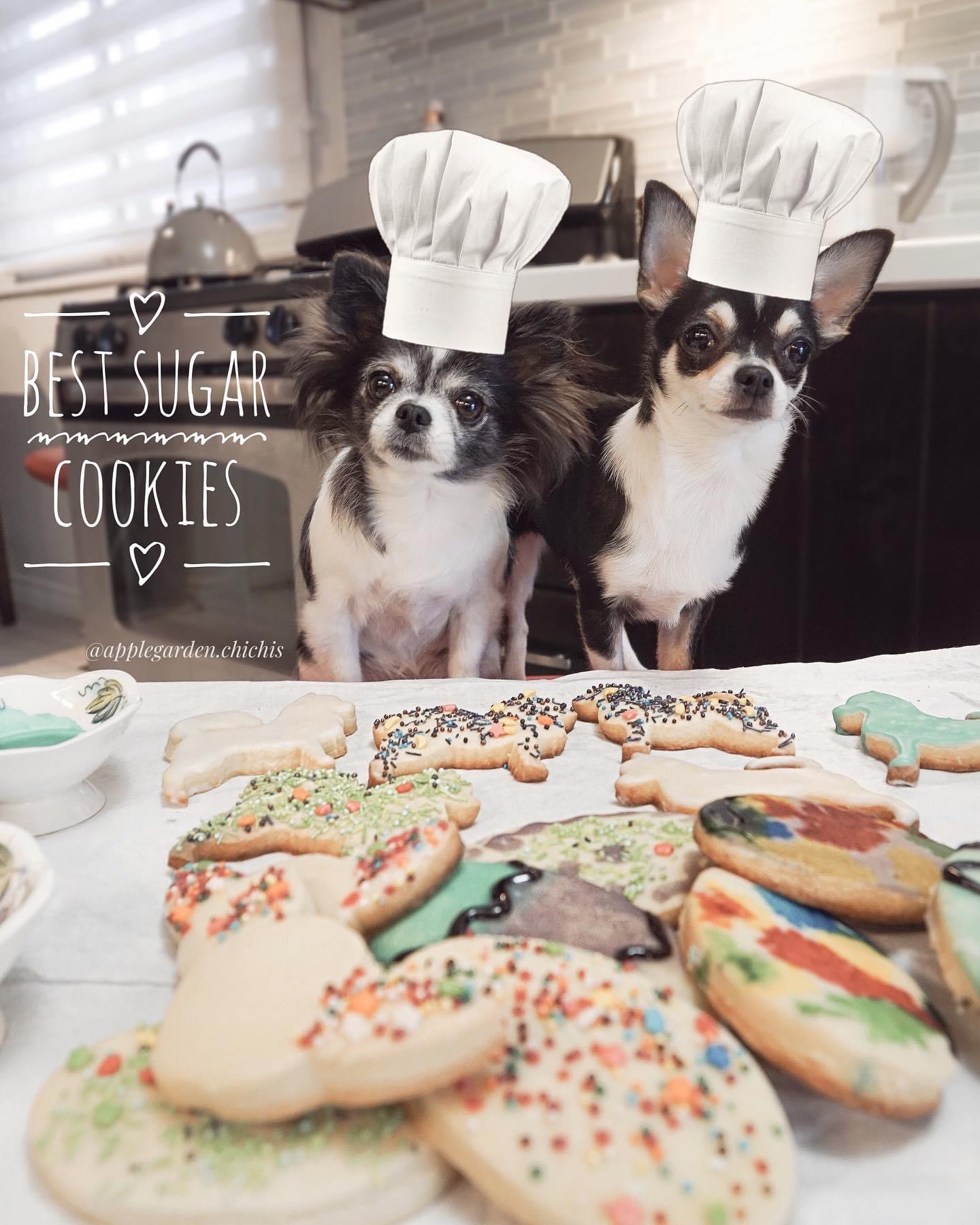 ⭐️ The Best Sugar Cookies – AppleGarden Chihuahuas